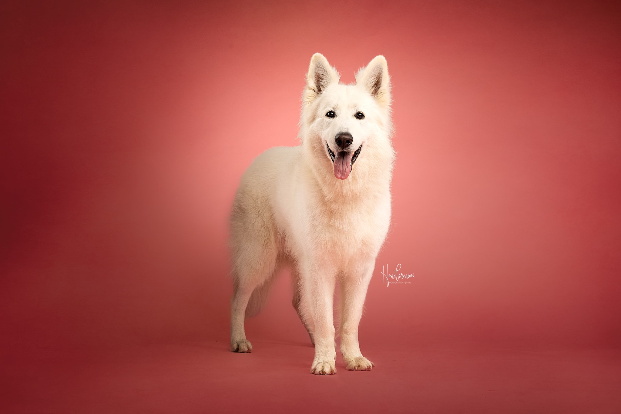 GEZOCHT: Zwitserse witte herders – WOEF