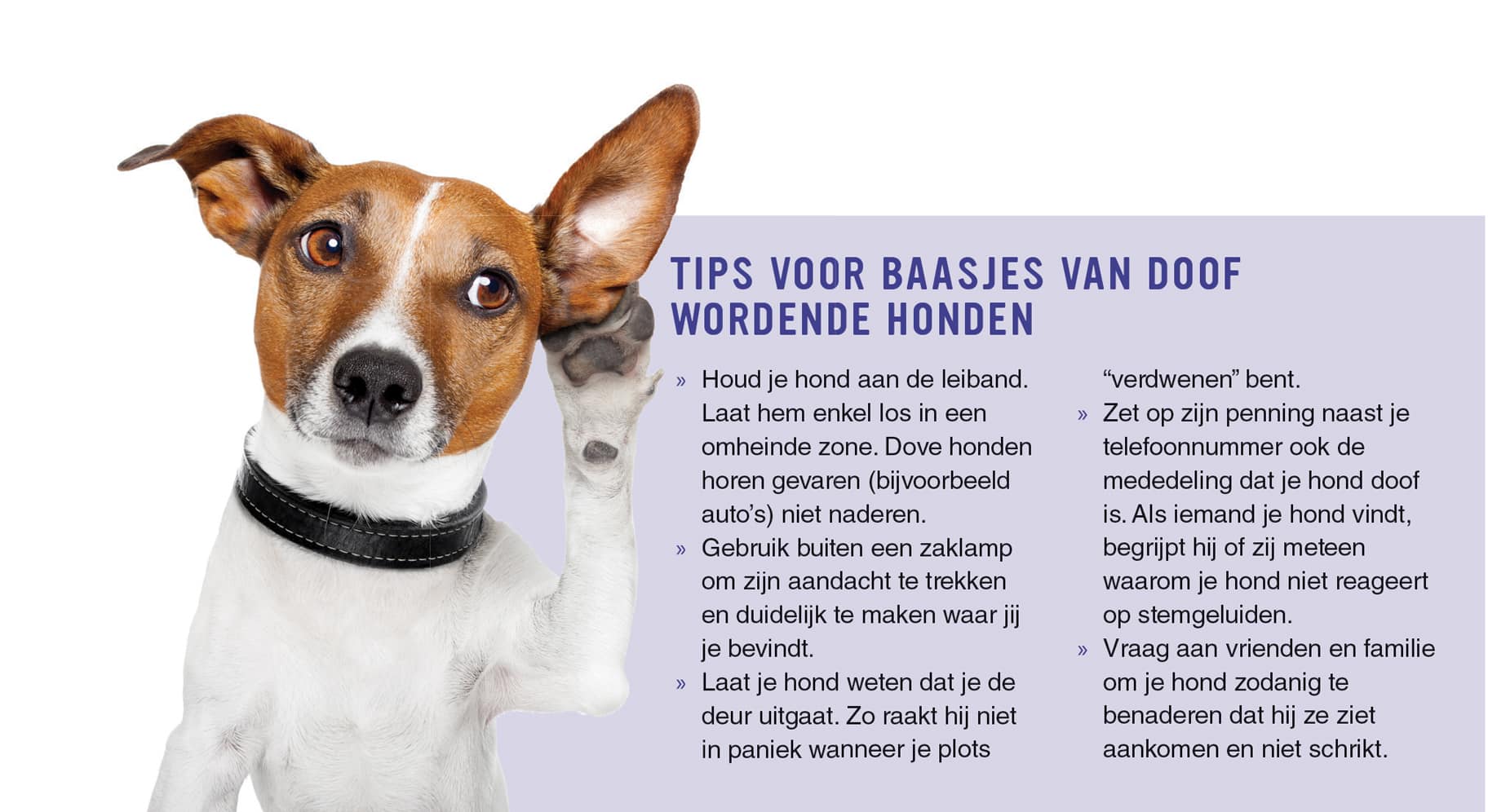 Alles over de oren van je hond - WOEF